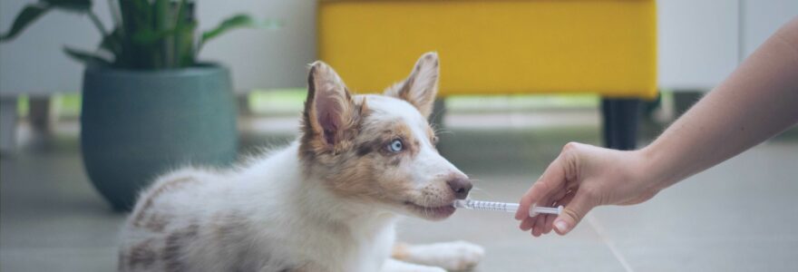 動物用製品開発事業 – エタニクス製薬株式会社